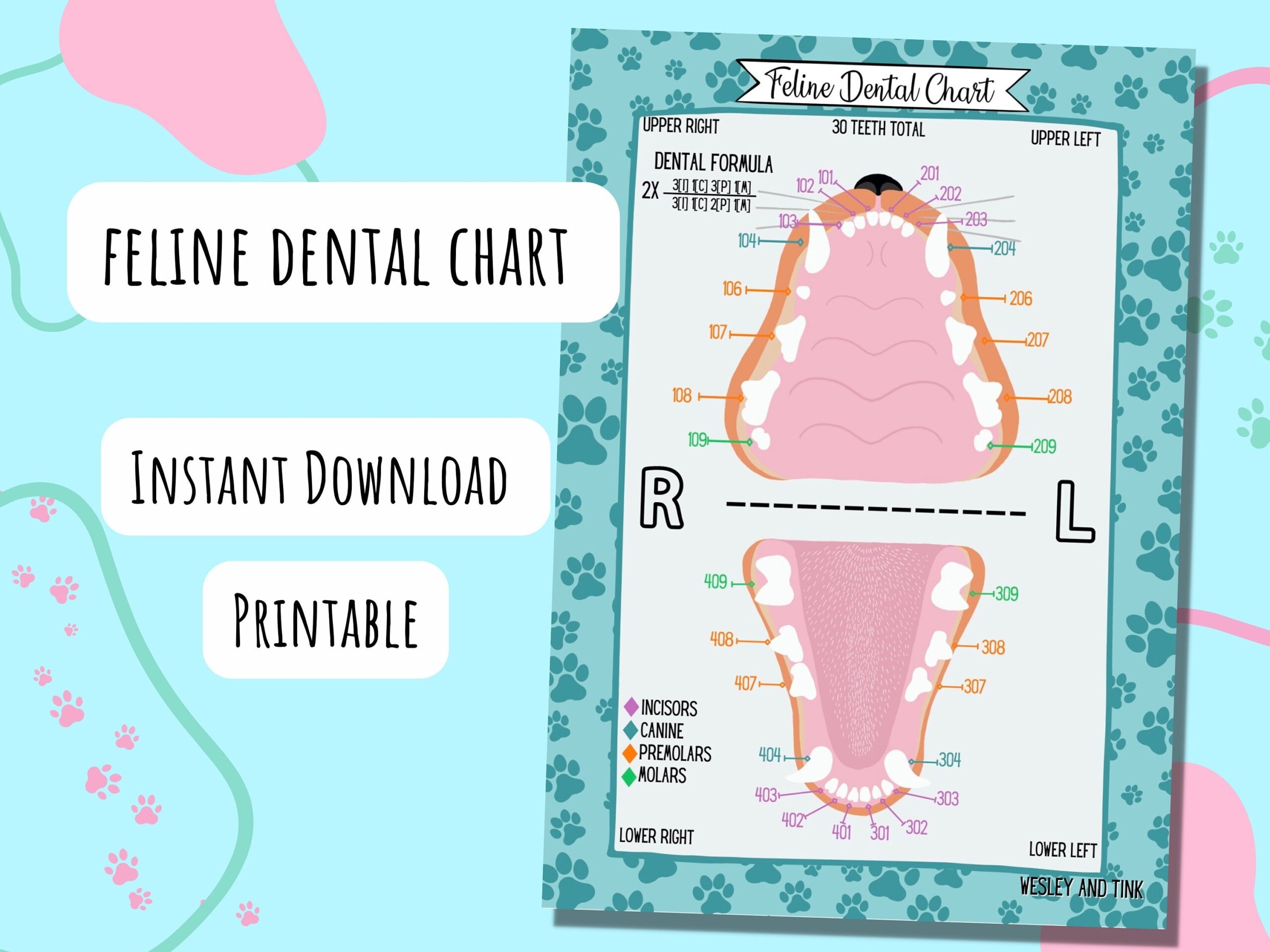Printable Feline Dental Chart - Learn with Charts