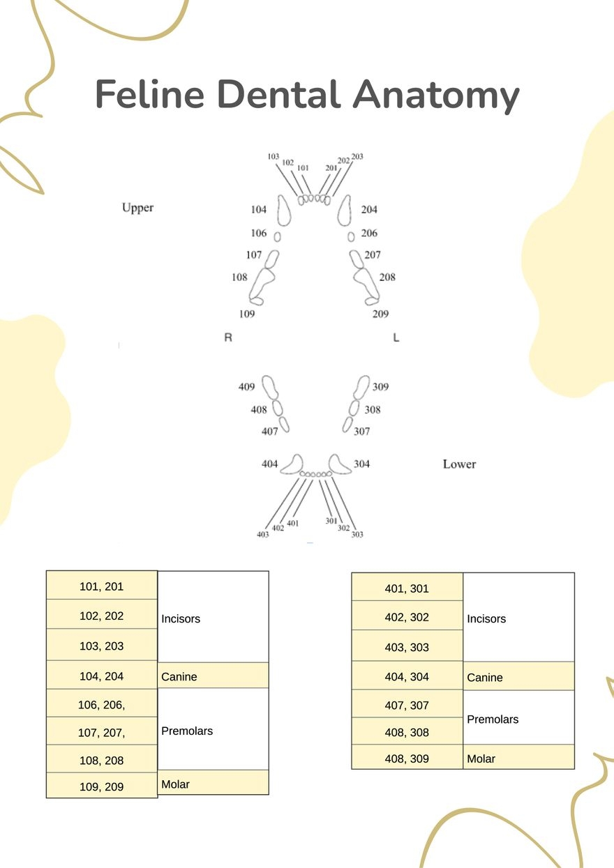 Printable Feline Dental Chart - Learn with Charts